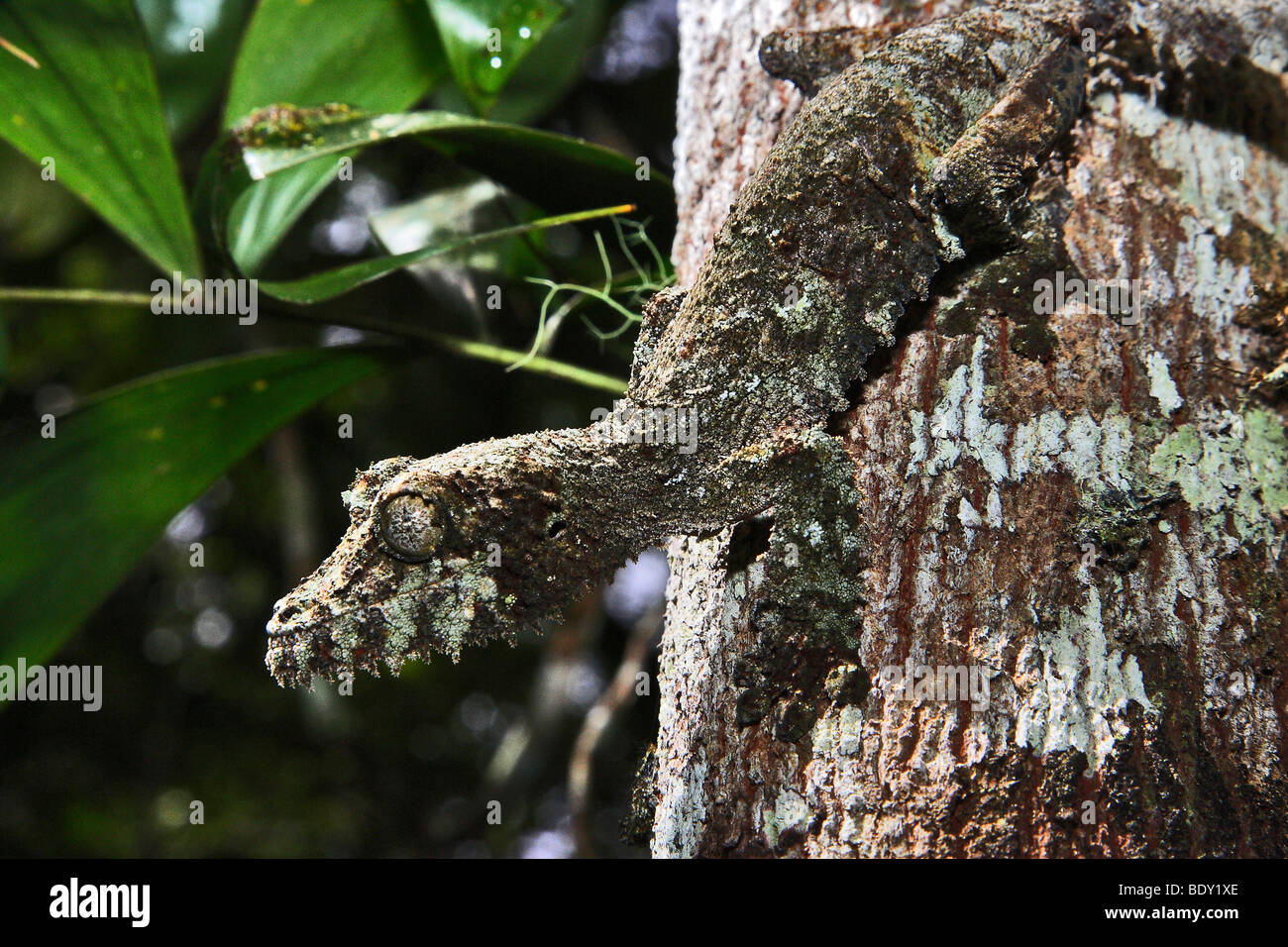 Uroplatus fimbriatus (Uroplatus fimbriatus), Madagascar, Africa Stock ...