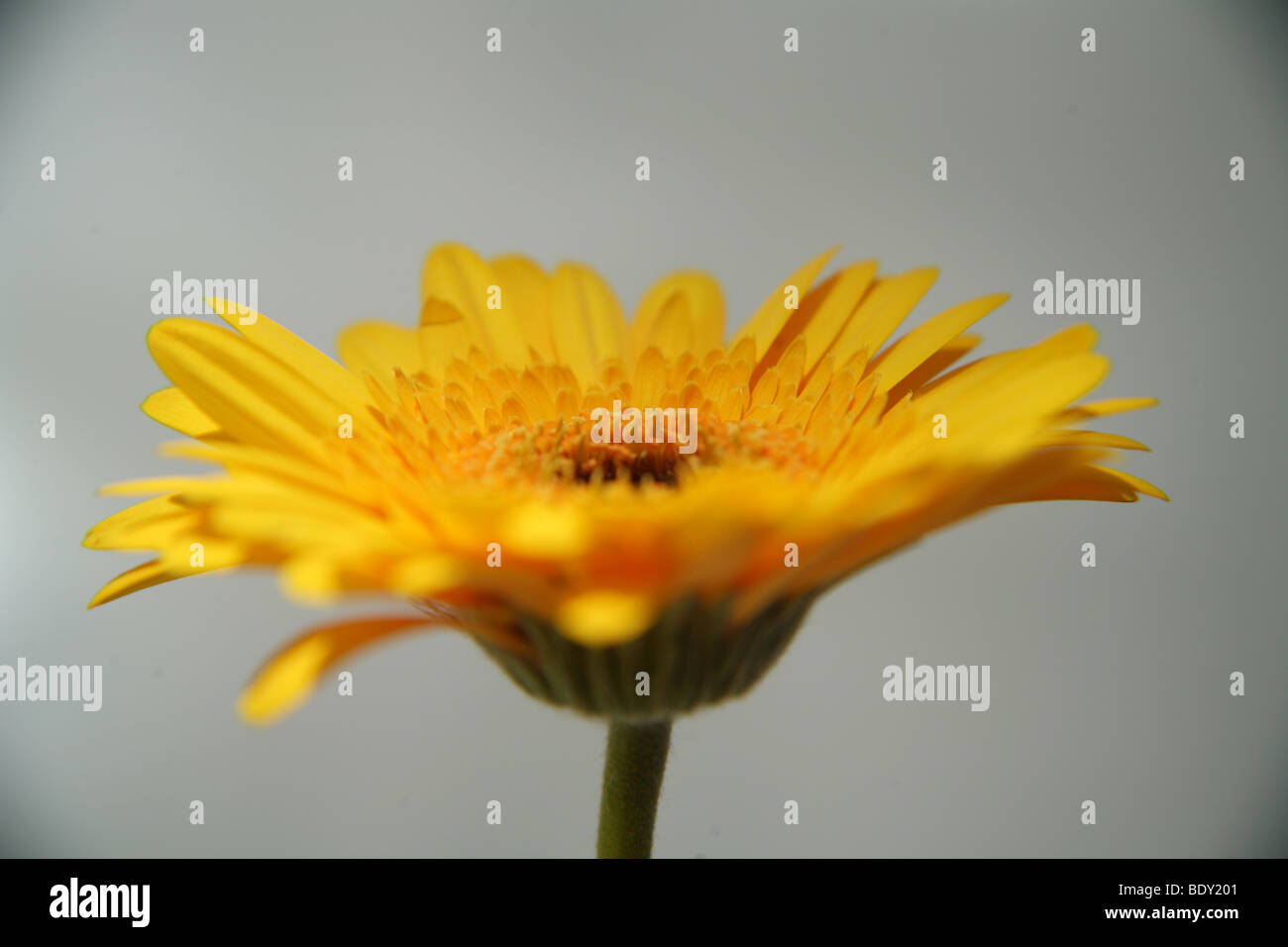 Close up gerber daisy hi-res stock photography and images - Alamy