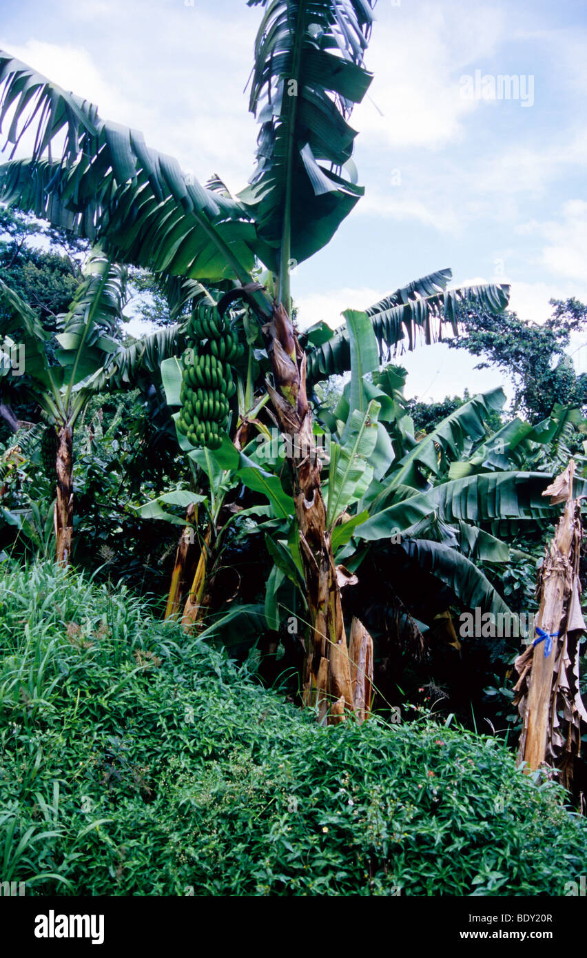 Banana plants grenada rainforest dead dying banana trees in grenada hi ...