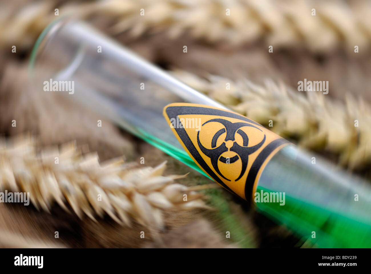 Test tube with biohazard sign and ears of wheat, genetically ...