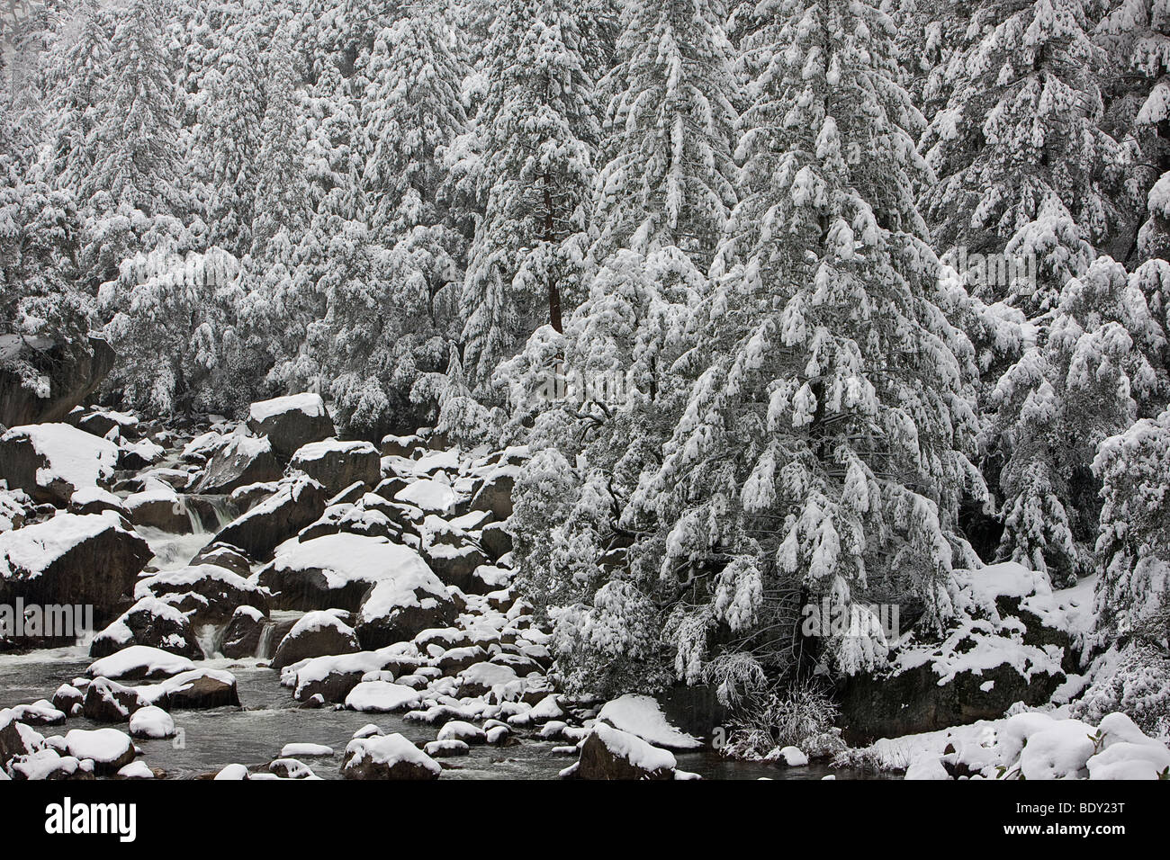 The Merced River winds its way through snow-covered rocks and trees in ...