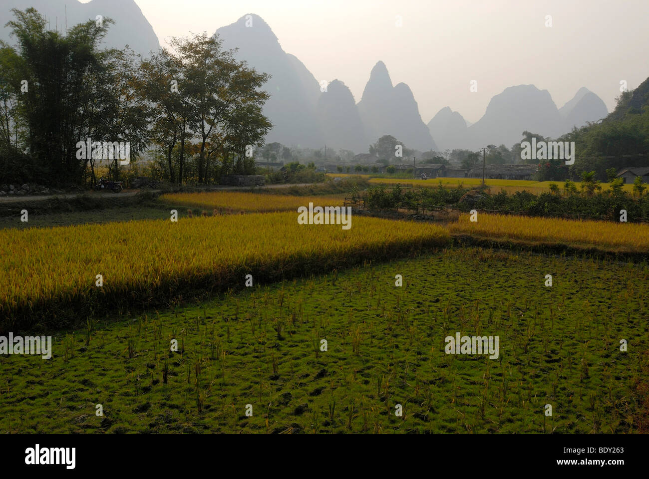 Rivers of rice hi-res stock photography and images - Alamy