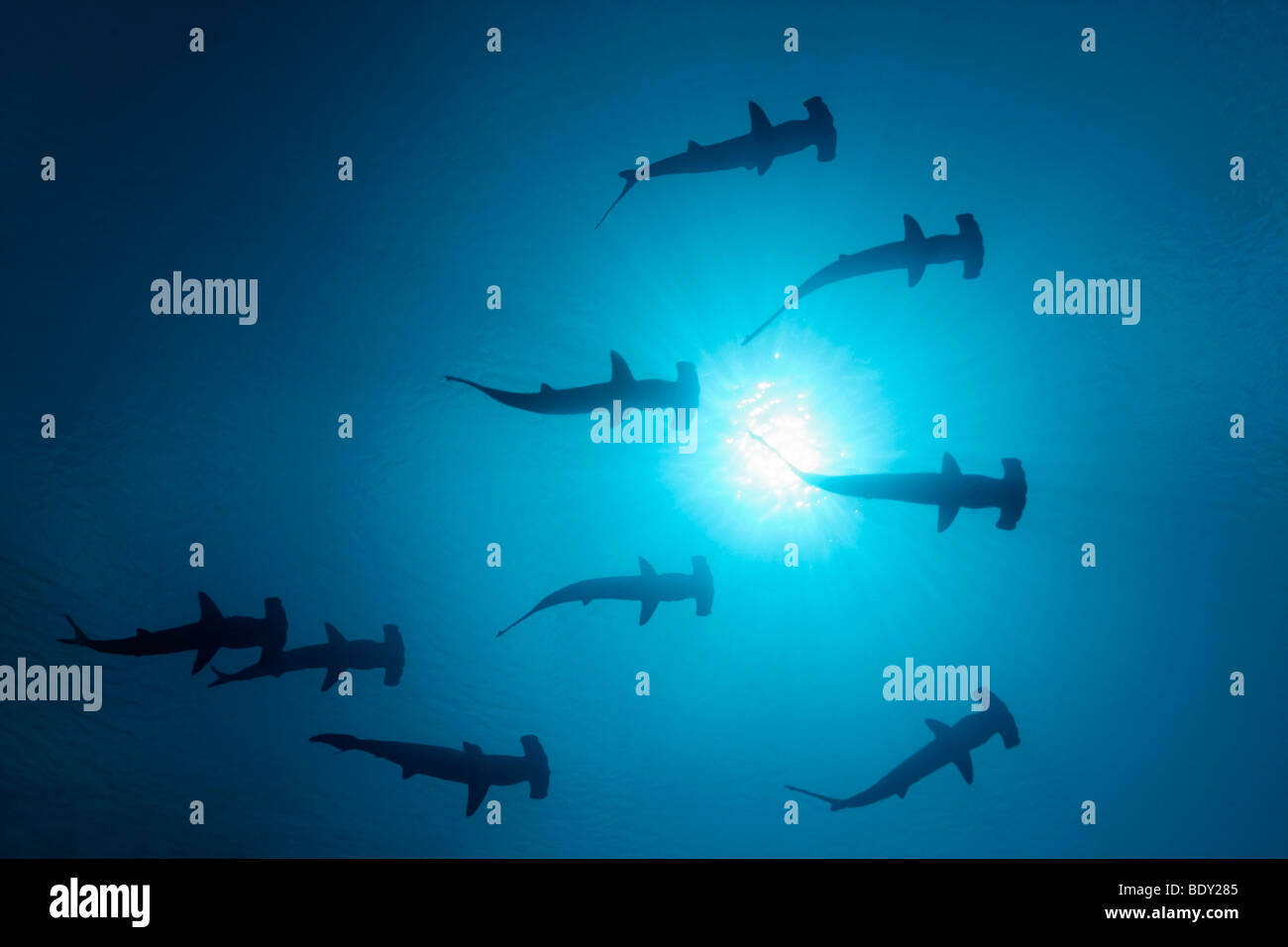 Pacific Rim Hammerhead