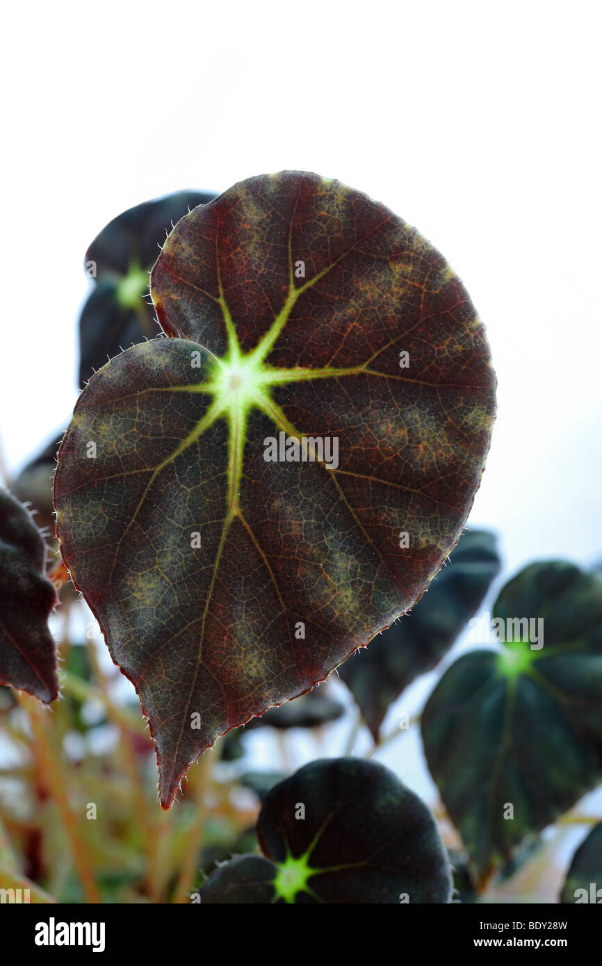 Begonia hi-res stock photography and images - Alamy