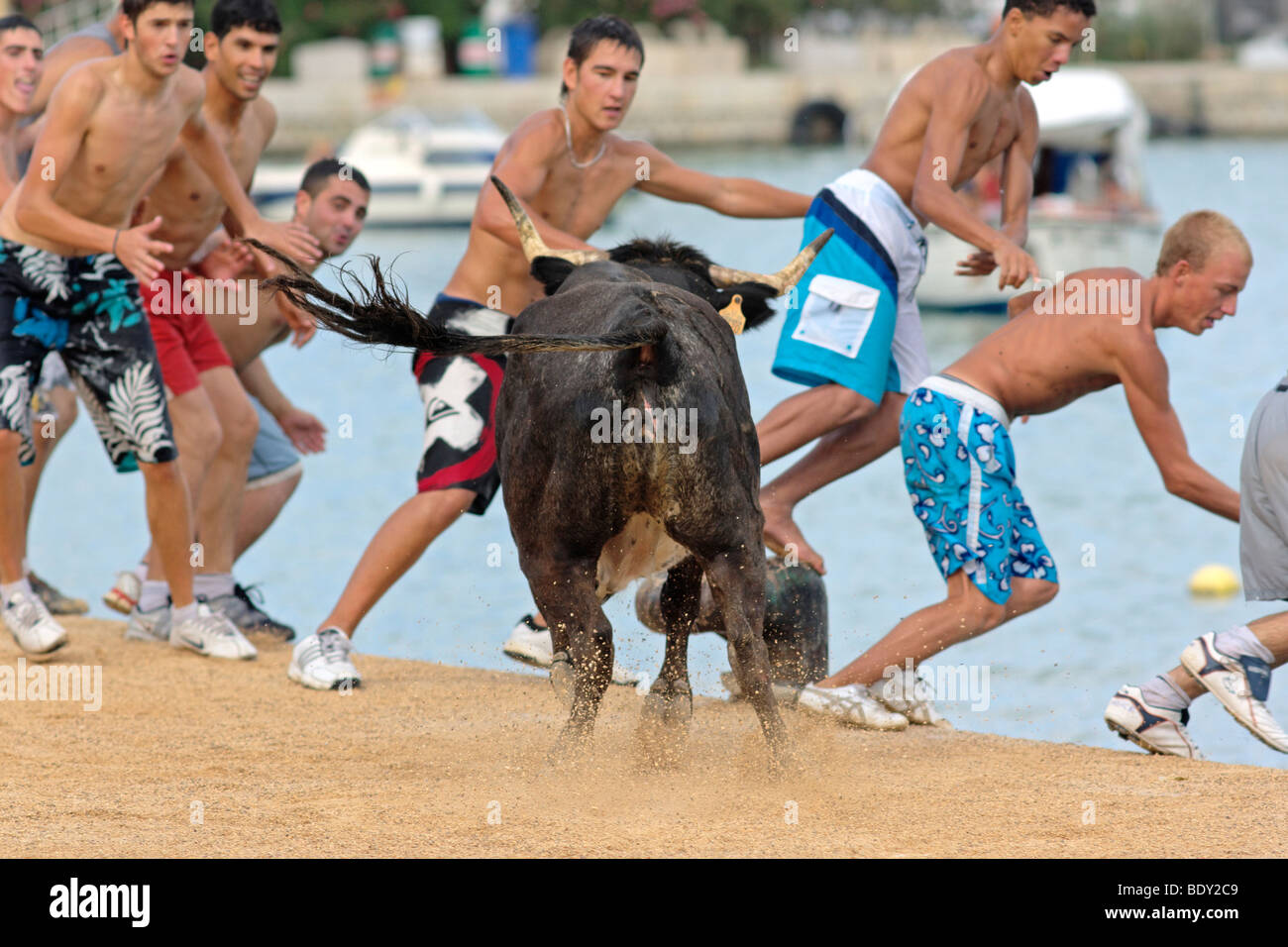Bull trimmer hi-res stock photography and images - Alamy