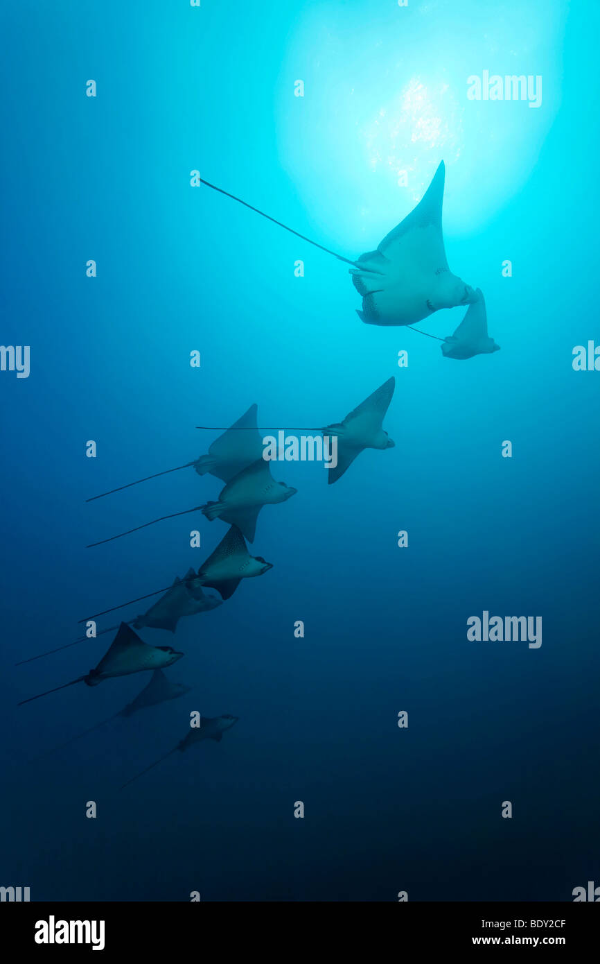 School of Eagle Rays (Aetobatus narinari) in open water, Cousin Rock ...