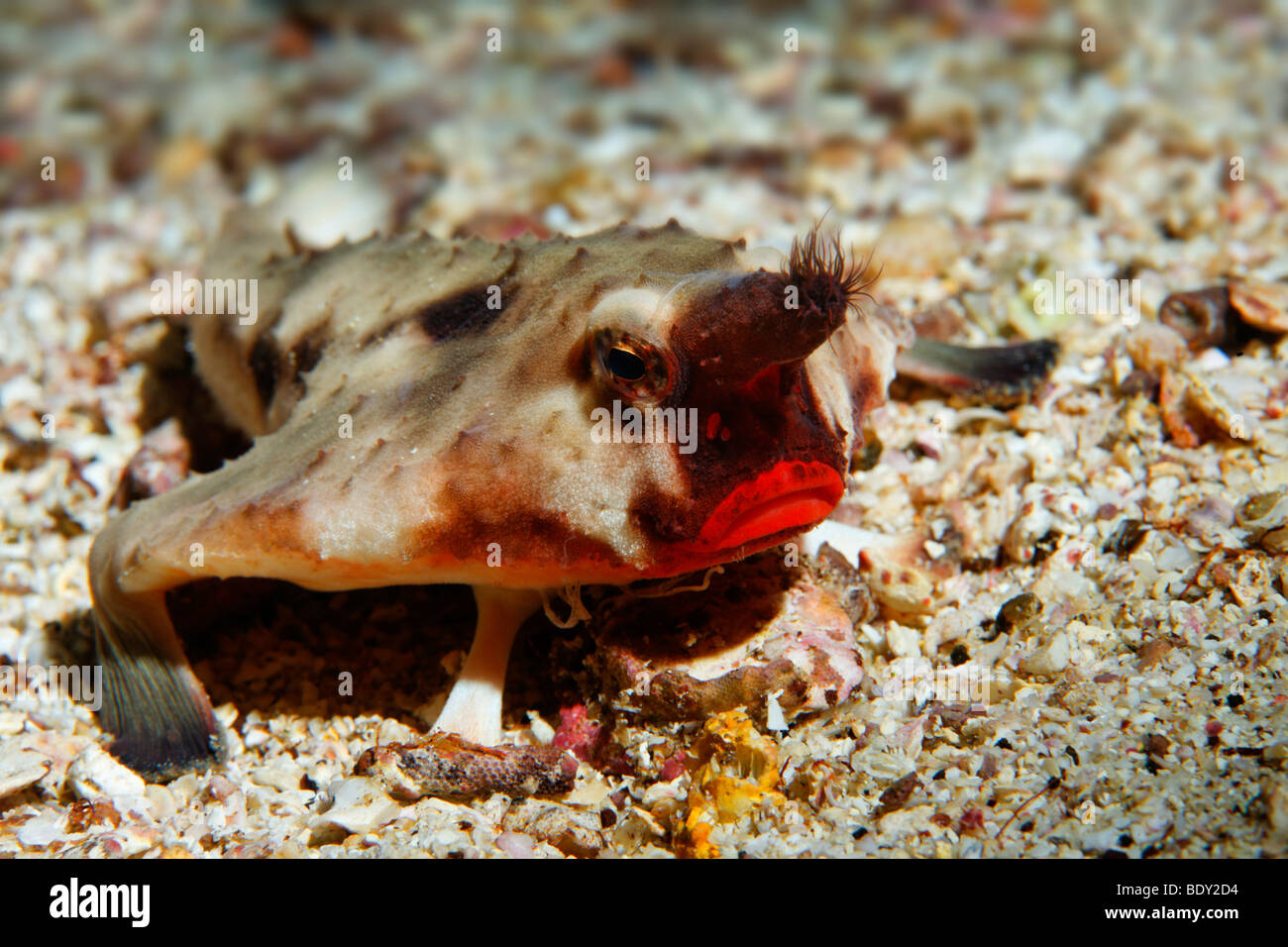 Red-Lipped Batfish (Ogcocephalus darwini) portrait, frontal, head-on ...