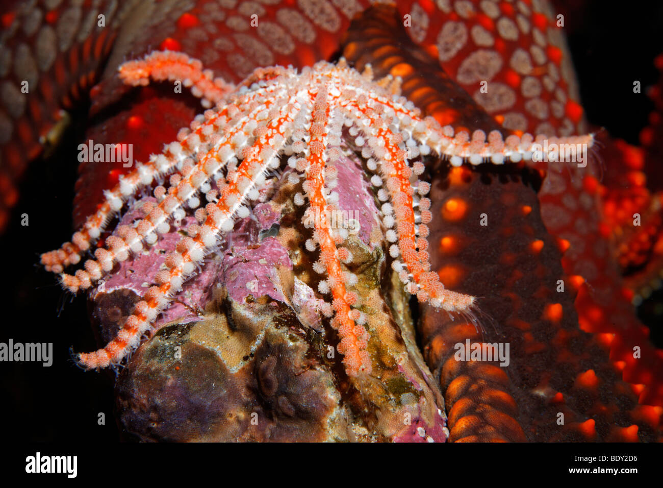 Knobby rock hi-res stock photography and images - Alamy