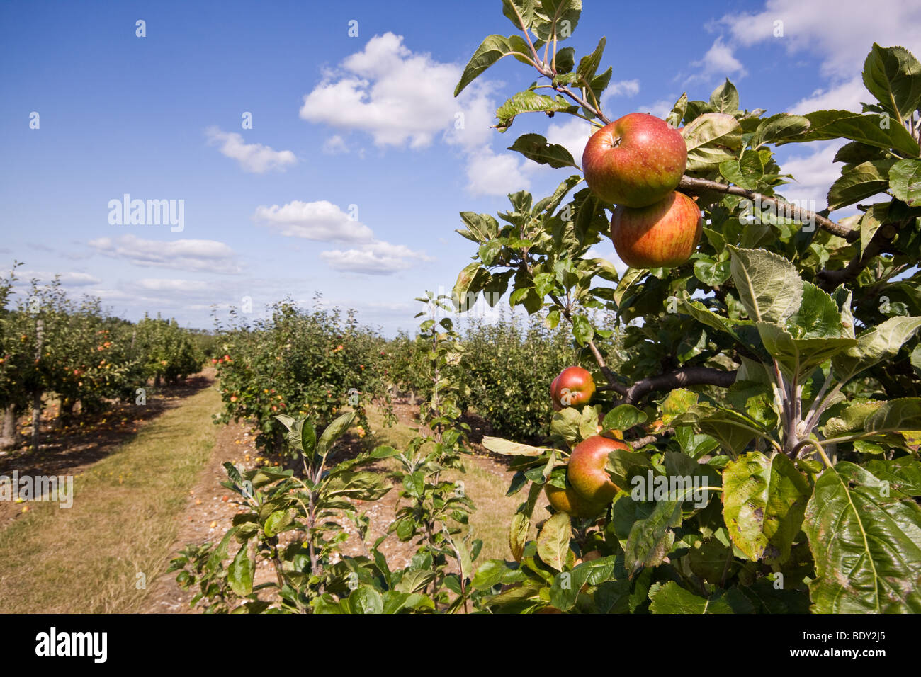 Kent apple farm hi-res stock photography and images - Alamy