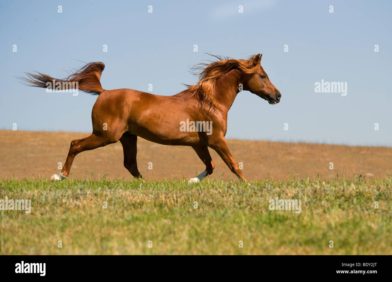 Pictures of arabian horses hi-res stock photography and images - Alamy