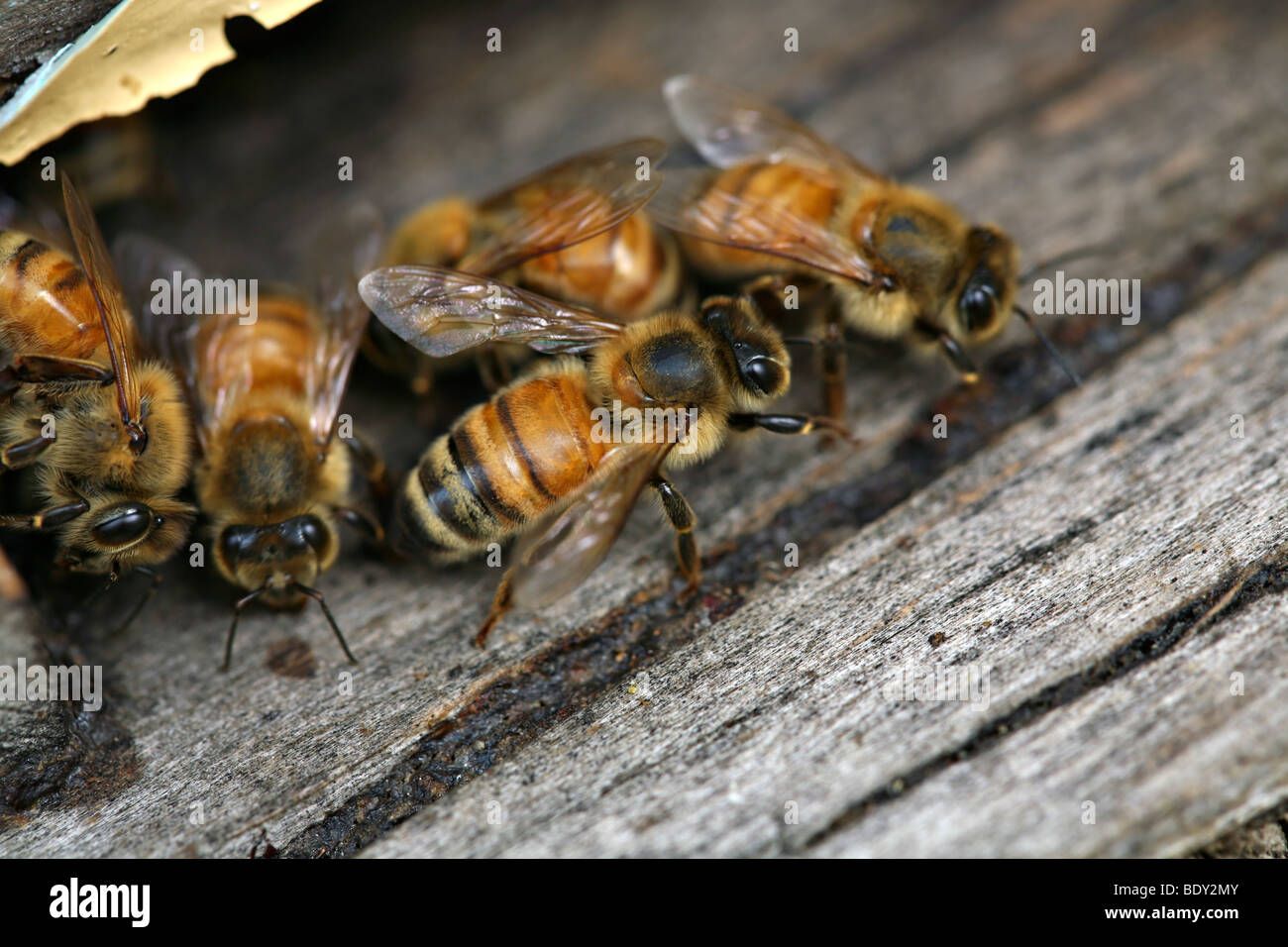 Beehive made by man hi-res stock photography and images - Alamy