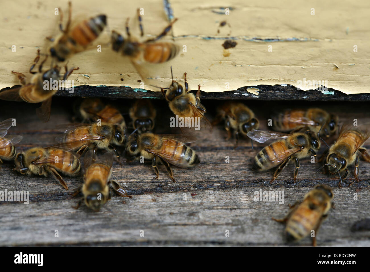 Man made from sugar hi-res stock photography and images - Alamy