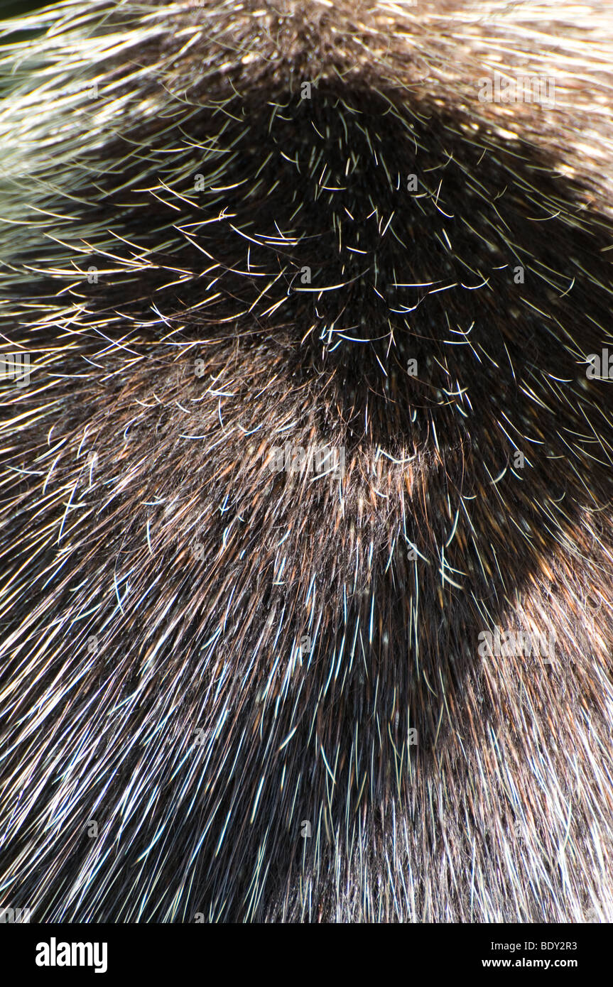 Porcupine Quill Close Up