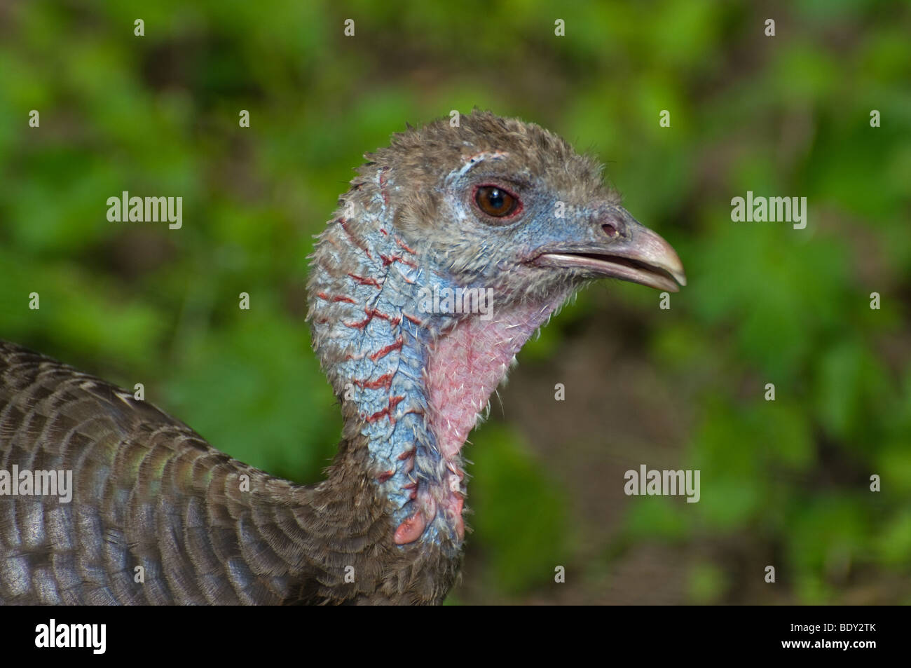 Female turkeys hi-res stock photography and images - Alamy