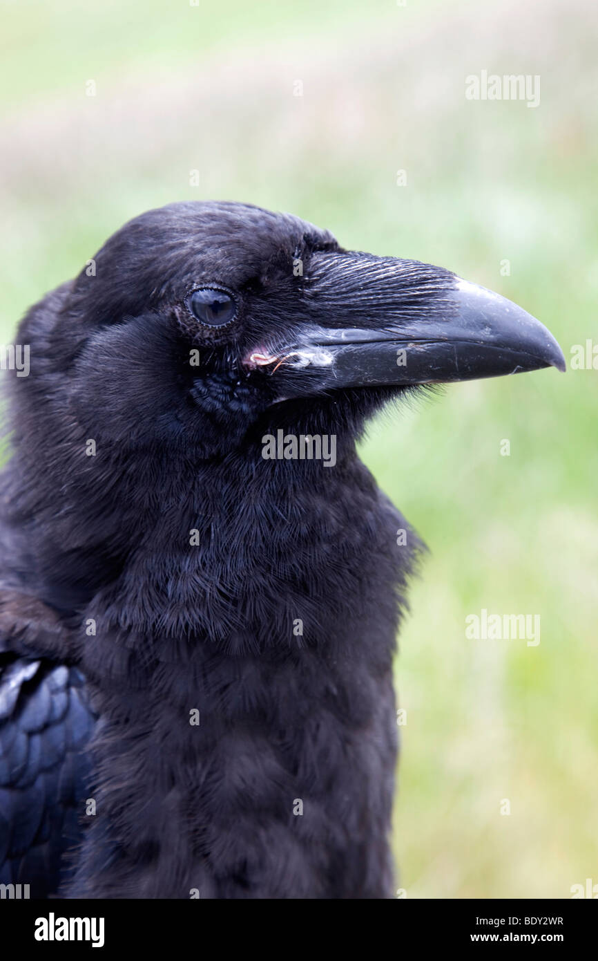 Raven Eye High Resolution Stock Photography and Images - Alamy