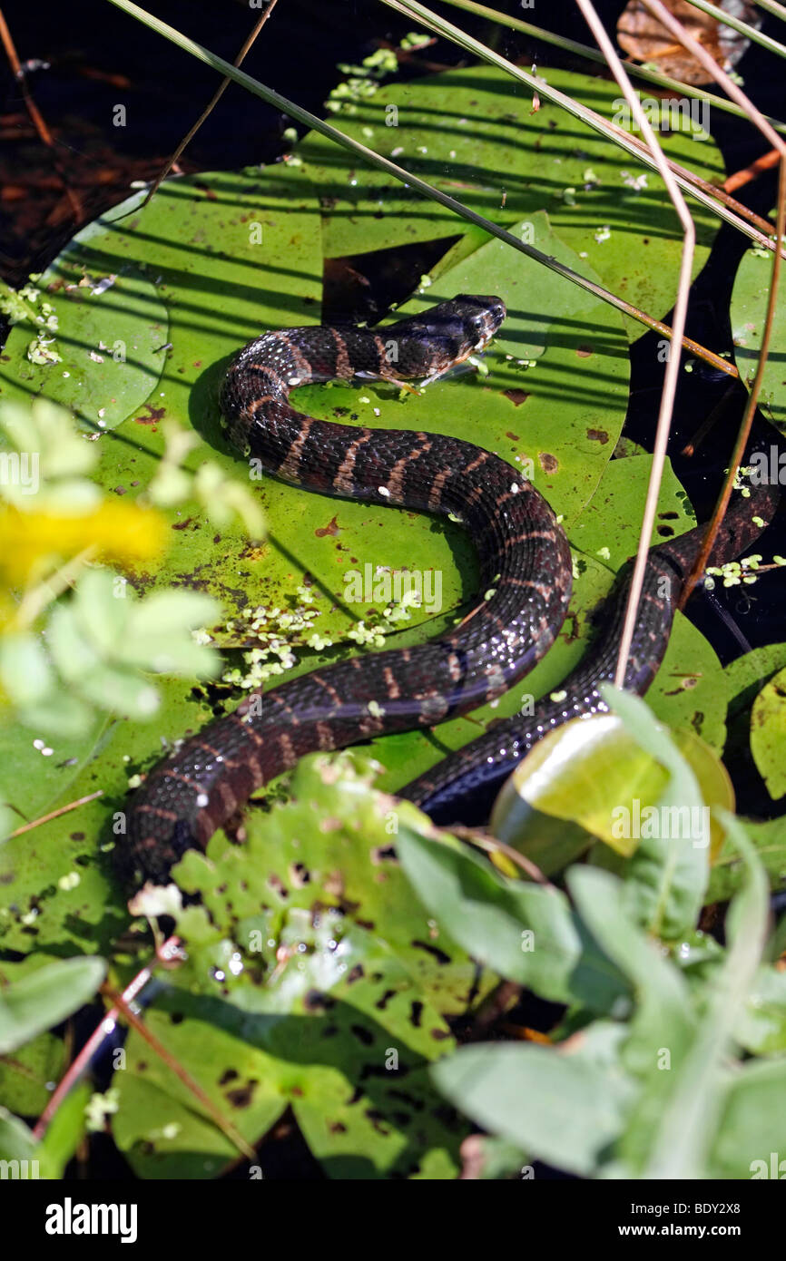 Swamp Snake Stock Photos & Swamp Snake Stock Images - Alamy