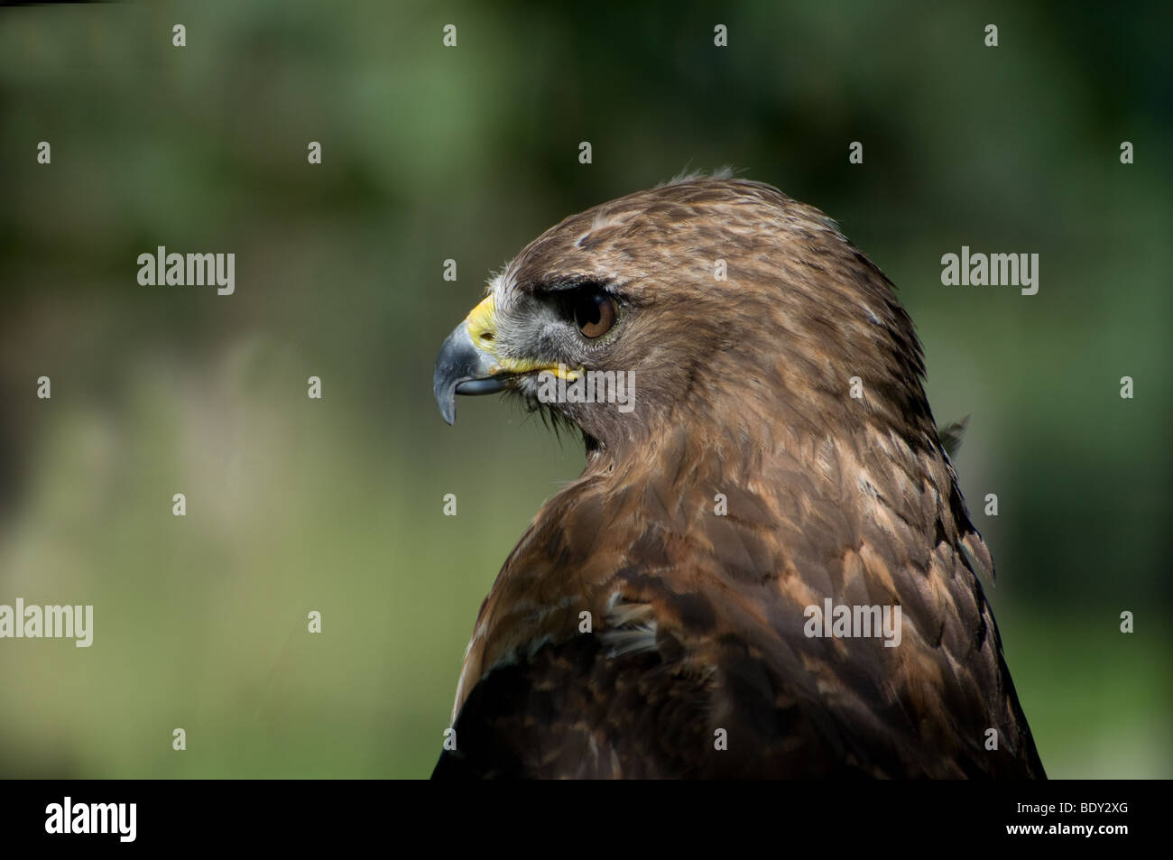 Close-up of a Red-tailed Hawk Stock Photo - Alamy