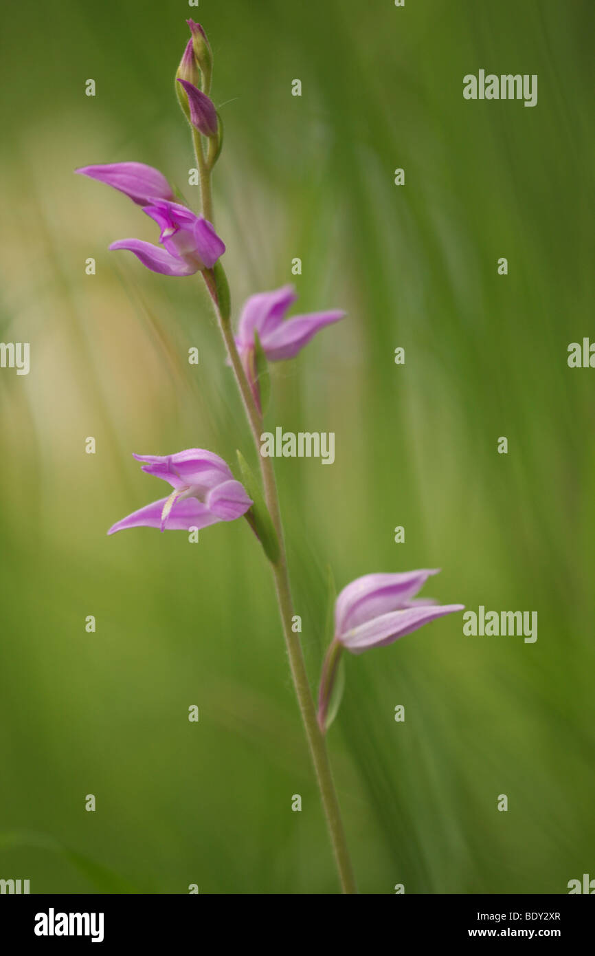 Red helleborine (Cephalanthera rubra Stock Photo - Alamy