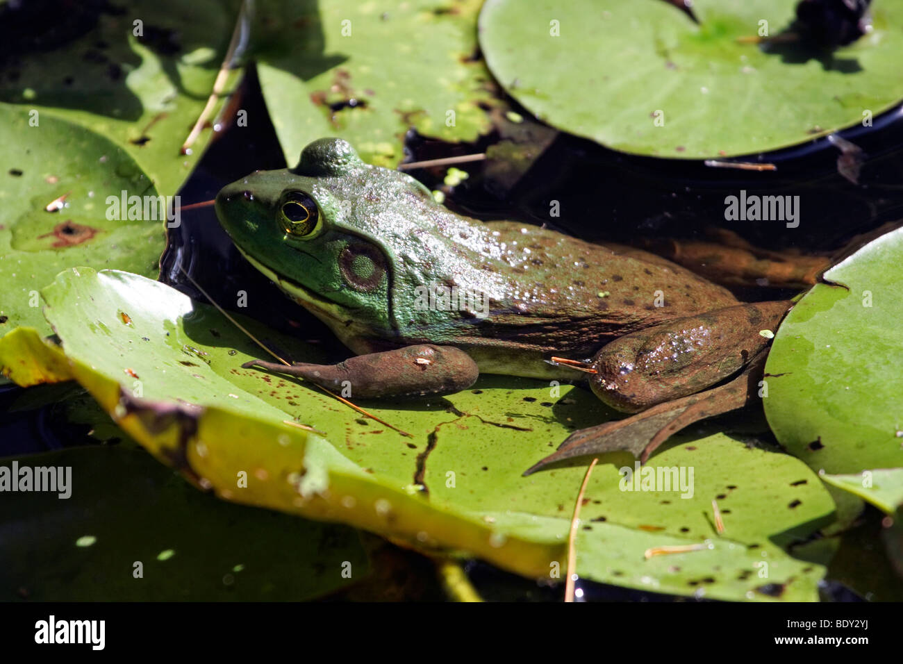 Bullfrog on water lilly pads Stock Photo - Alamy