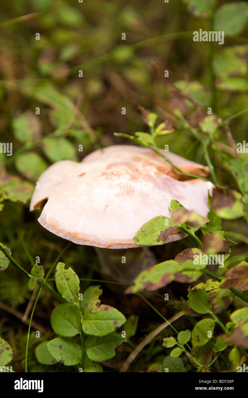 A poisonous white toadstool grows in a Scandinavian forest. If ingested ...