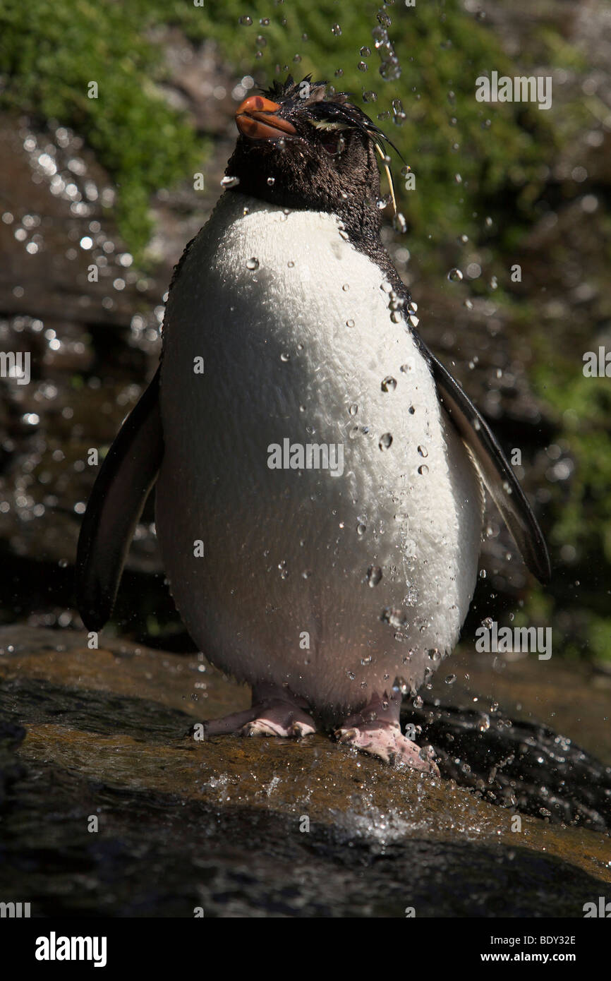 Western rockhopper pinguin hi-res stock photography and images - Alamy