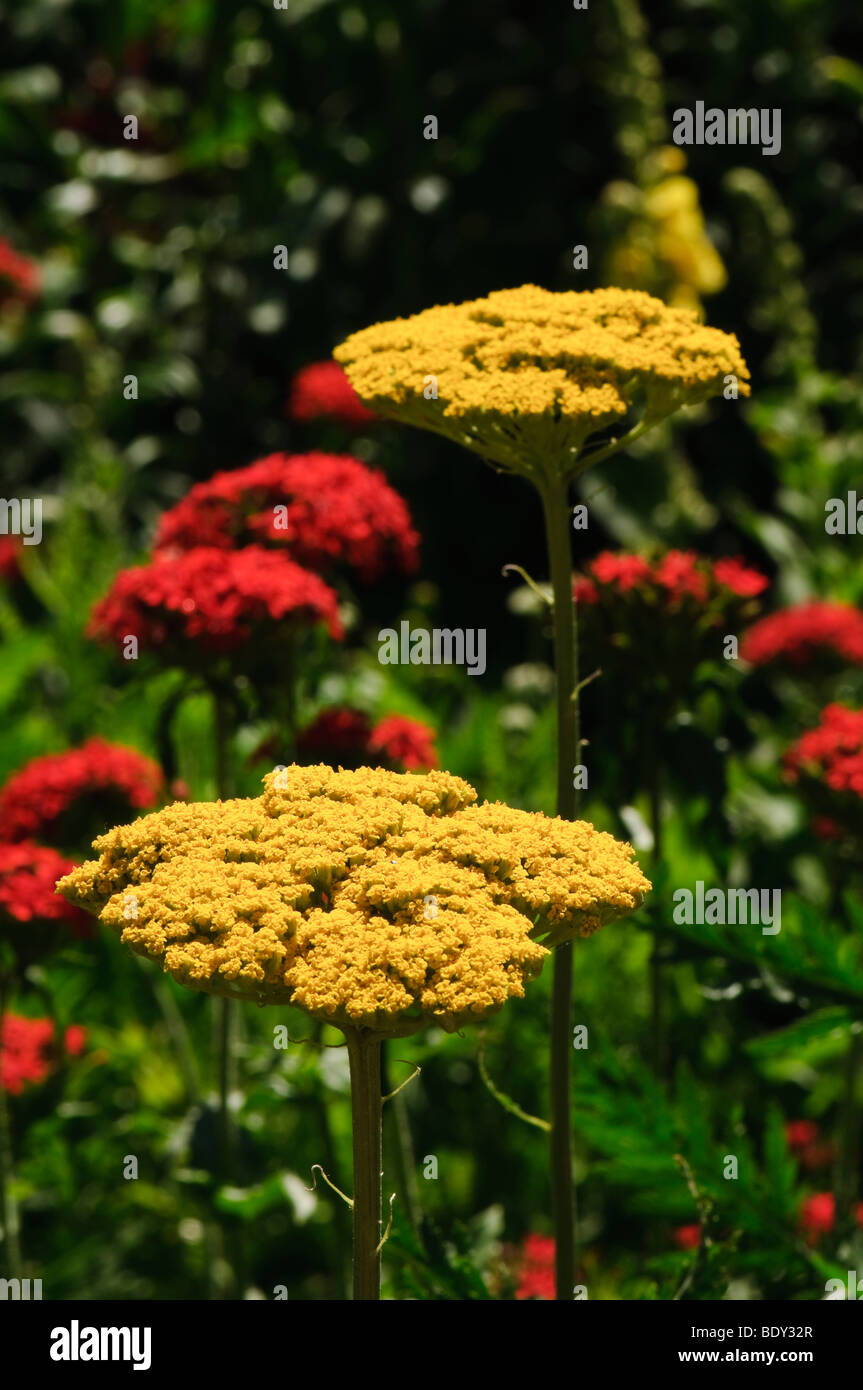 Golden yarrow hi-res stock photography and images - Alamy