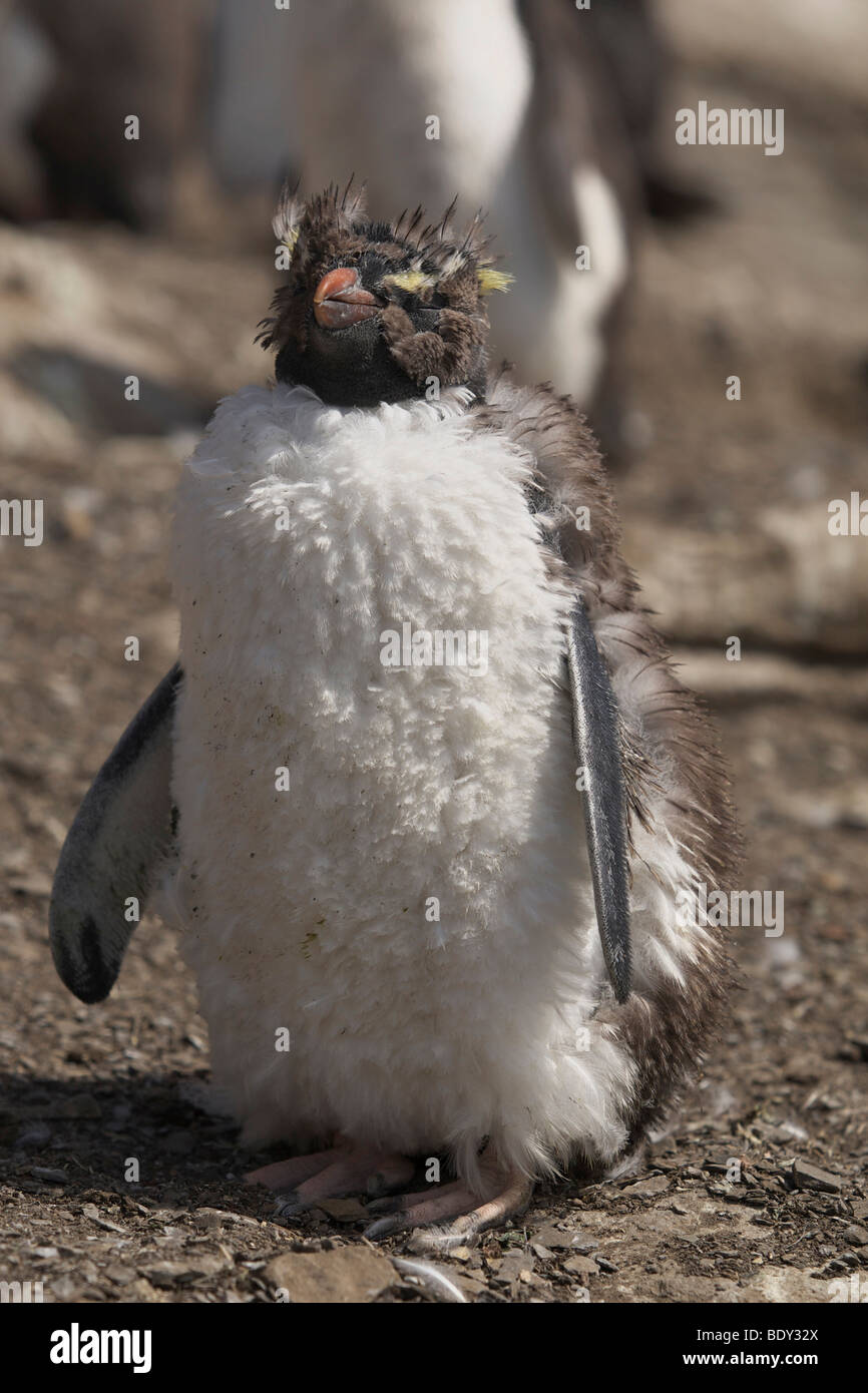 Western Rockhopper Penguin (Eudyptes chrysocome), Falkland Islands ...
