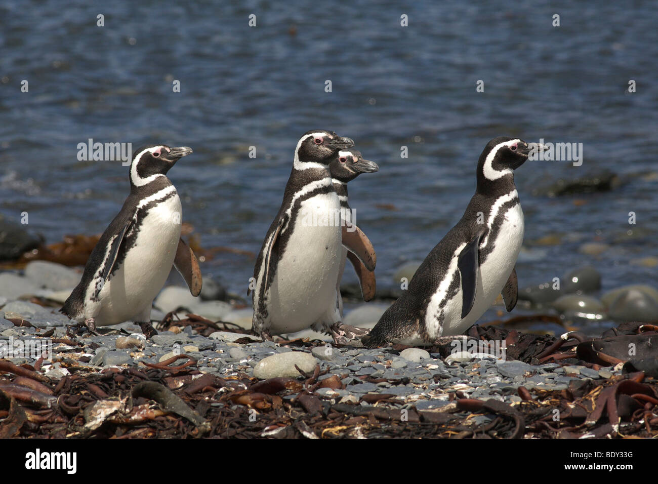 Magellanic Penguins (Spheniscus magellanicus), Falkland Islands Stock ...