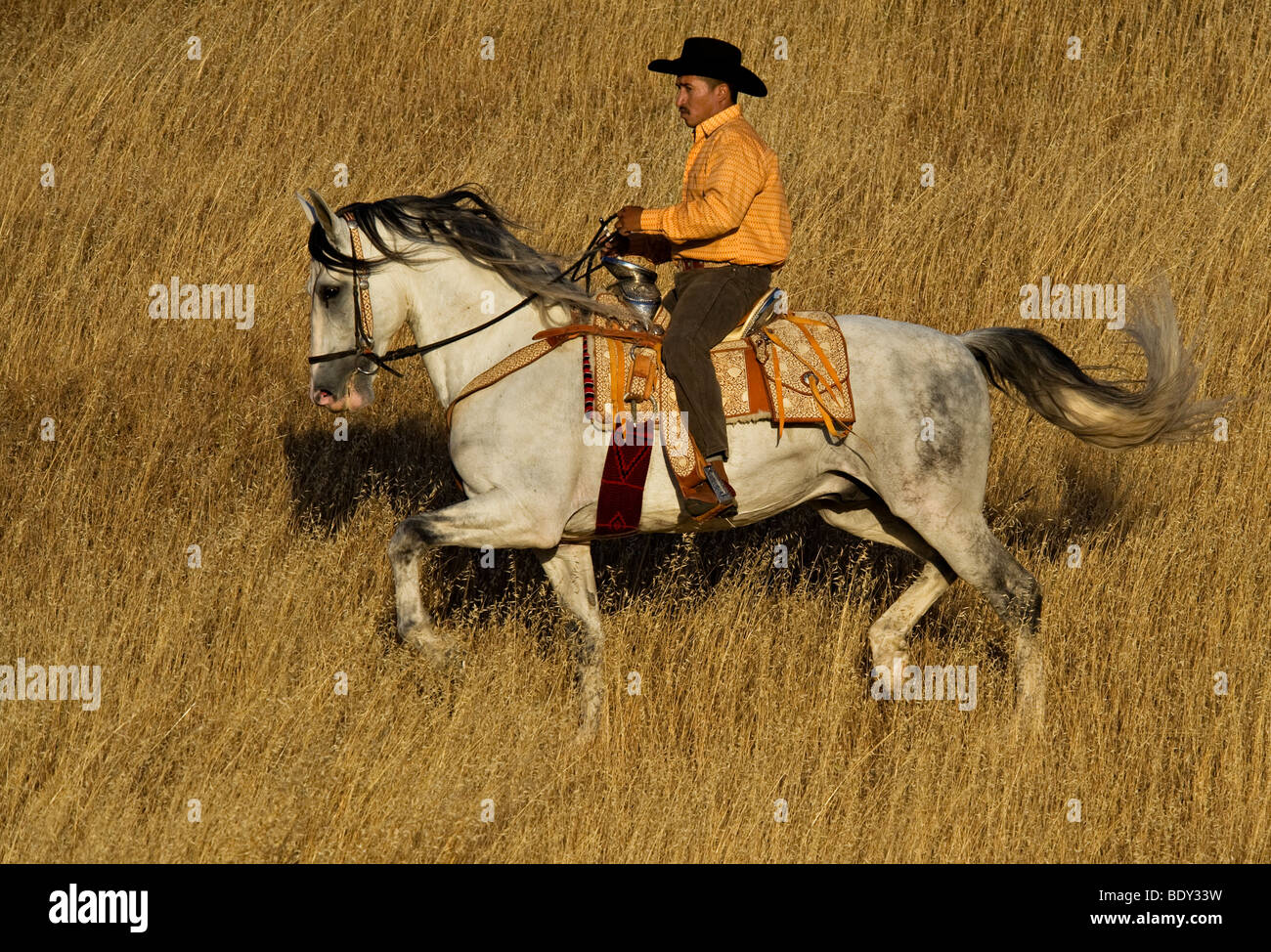 Charro Horse High Resolution Stock Photography and Images - Alamy