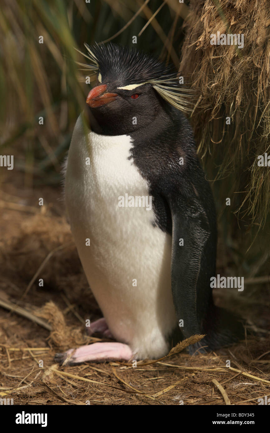 Western Rockhopper Penguin (Eudyptes chrysocome), Falkland Islands ...