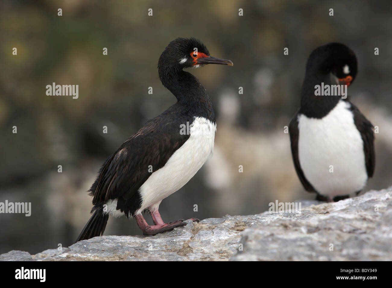 Rock Shags or Magellanic cormorants (Phalacrocorax magellanicus ...