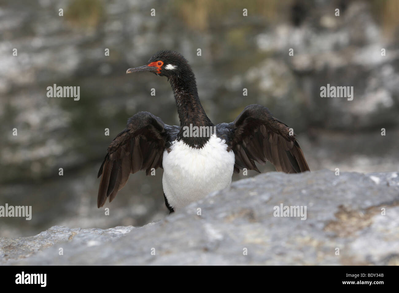 Rock Shag or Magellanic cormorant (Phalacrocorax magellanicus ...