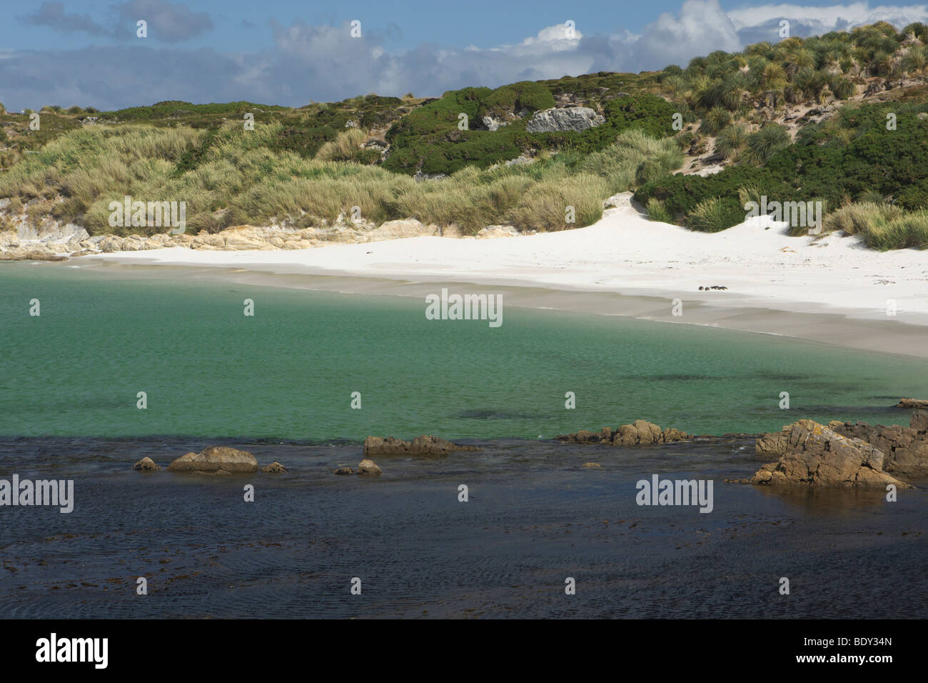 Beach at Stanley, Gypsy Cove, Falkland Islands, South America Stock ...
