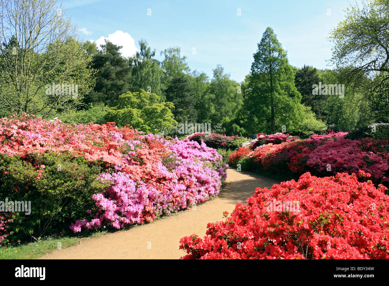 Richmond Park Isabella Plantation High Resolution Stock Photography and ...
