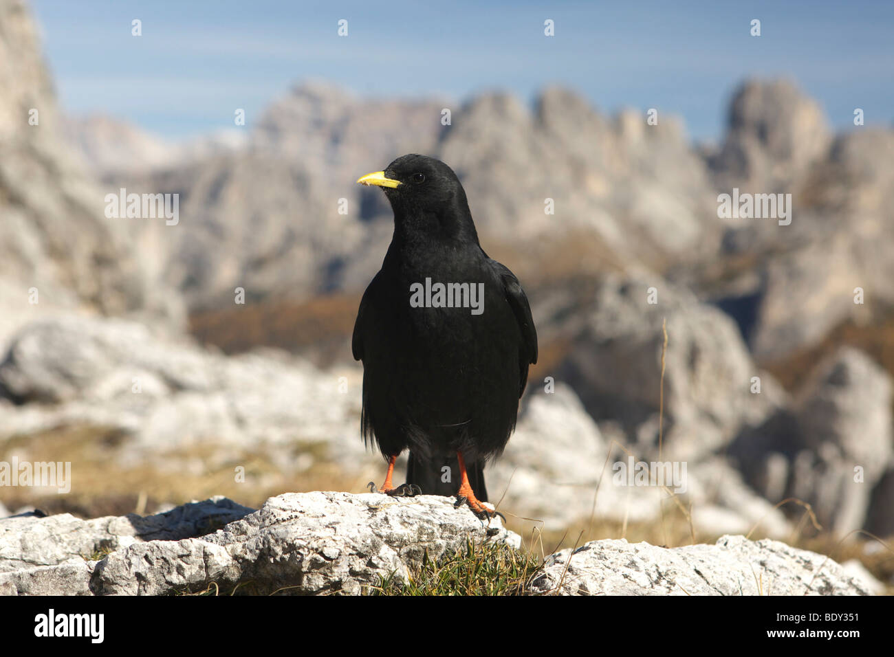 Alpine Chough or Yellow-billed Chough (Pyrrhocorax graculus Stock Photo ...