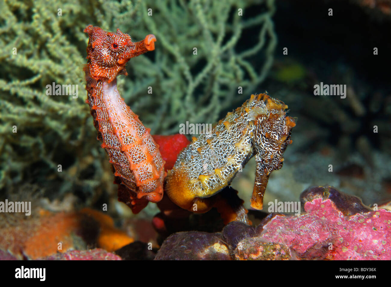 Two Pacific Seahorses (Hippocampus ingens) holding onto a sponge ...