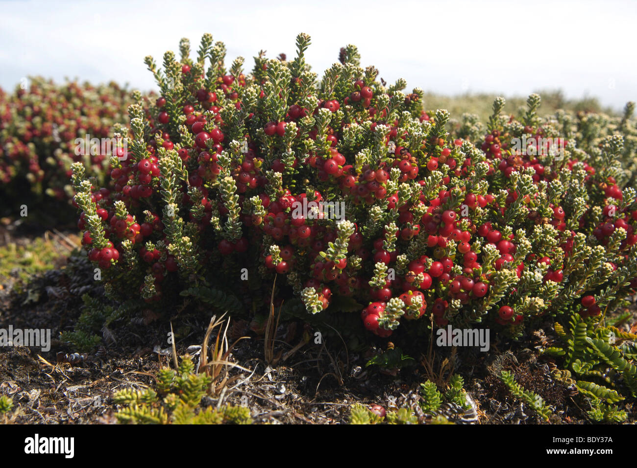 Red crowberry or Diddle-dee (Empetrum rubrum), Falkland Islands, South ...