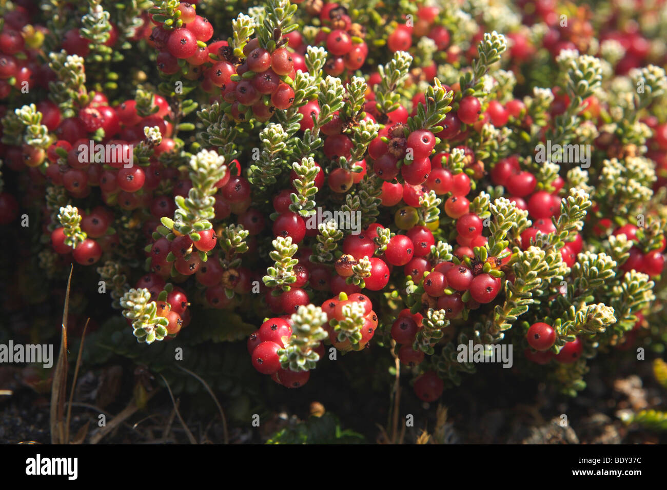 Red crowberry or Diddle-dee (Empetrum rubrum), Falkland Islands, South ...