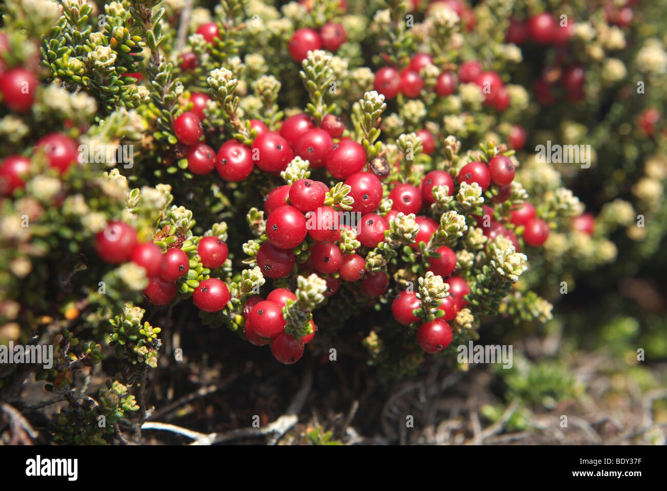 Red crowberry or Diddle-dee (Empetrum rubrum), Falkland Islands, South ...
