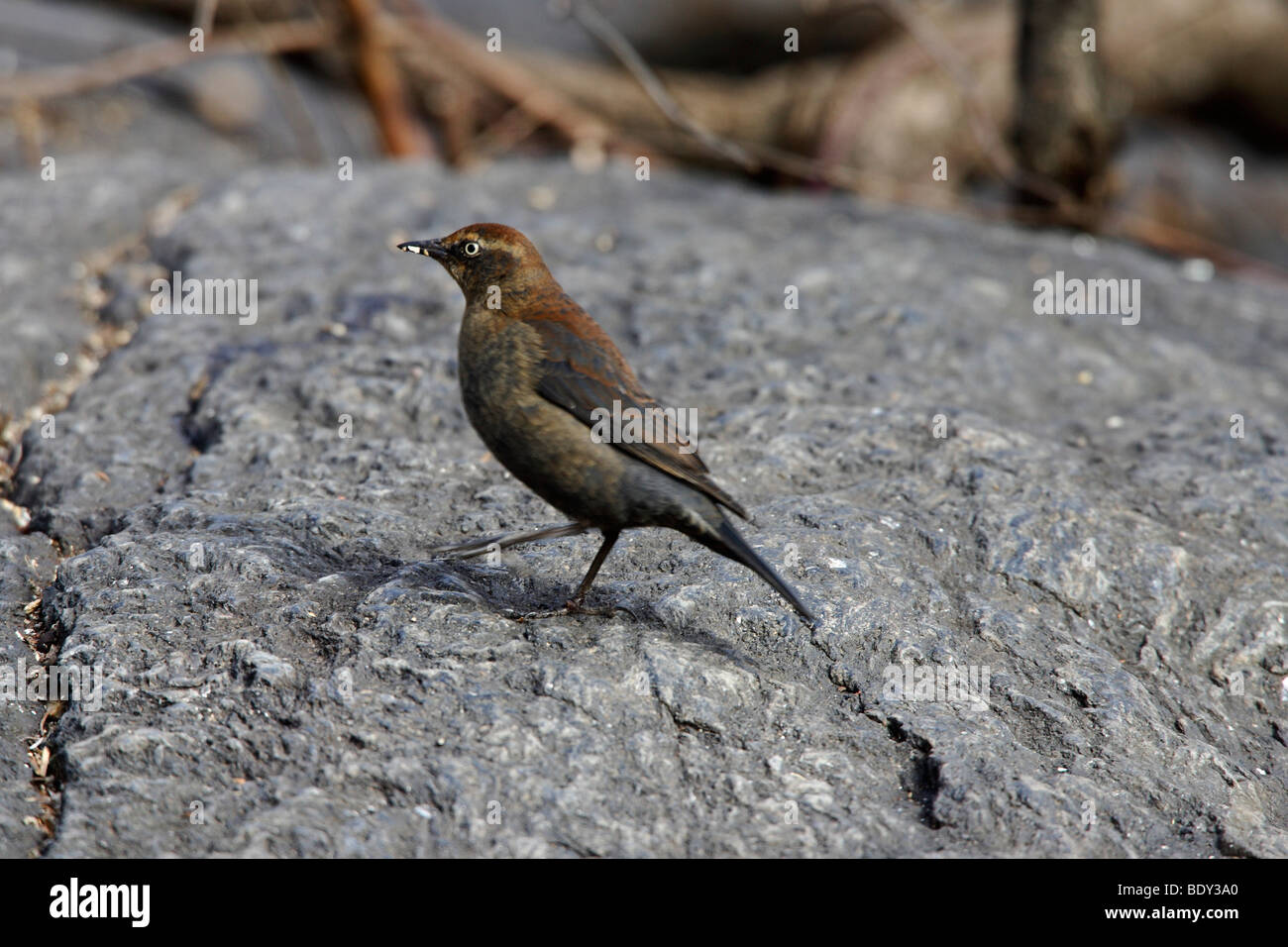 Rusty blackbird male hi-res stock photography and images - Alamy