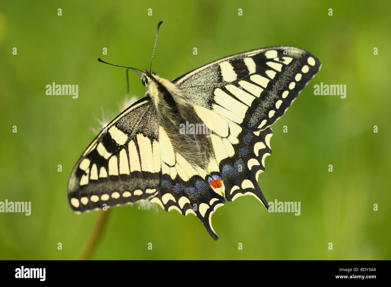 Old World Swallowtail (Papilio machaon Stock Photo - Alamy