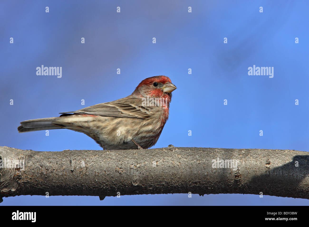 House Finch (Carpodacus mexicanus frontalis) on branch Stock Photo - Alamy