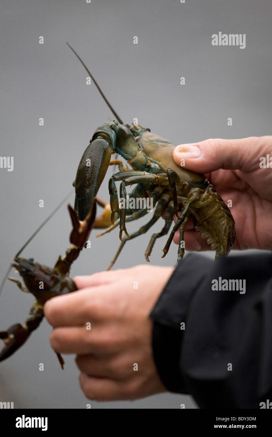 A man holds crayfish which he caught with traps left overnight on Lake ...