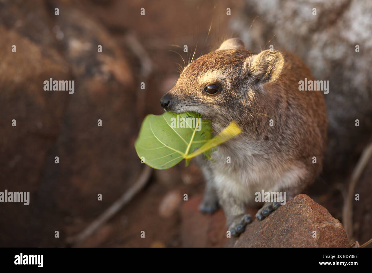 Rock Hyrax or Cape Hyrax (Procavia capensis), Kenya, East Africa ...
