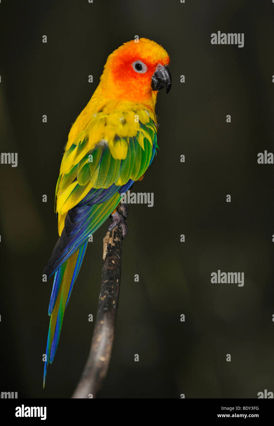 Sun Parakeet, Sun Conure (Aratinga solstitialis), South America Stock ...