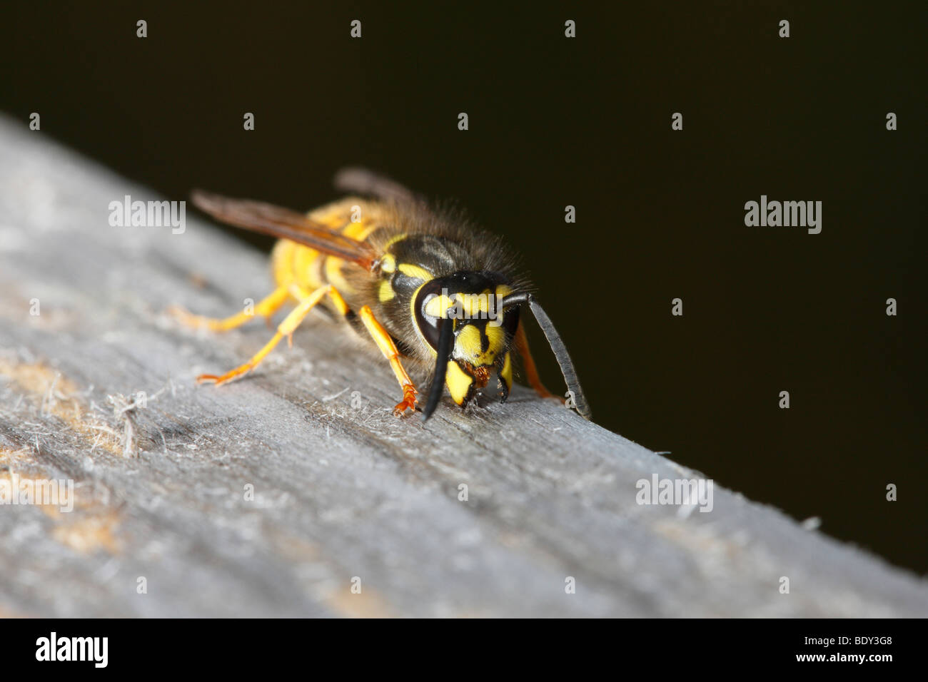 Common Wasp chewing wooden handrail to collect material to construct ...