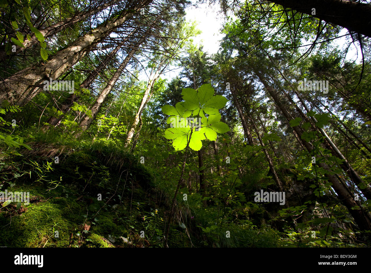 Horse Chestnut sapling (Aesculus hippocastanum), forest near the Myra ...