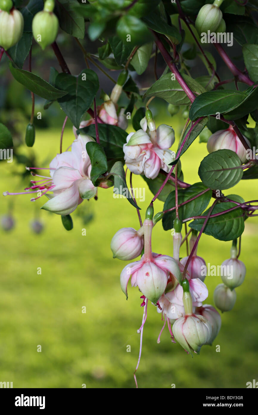 Flowers of Fuchsia plant Stock Photo - Alamy