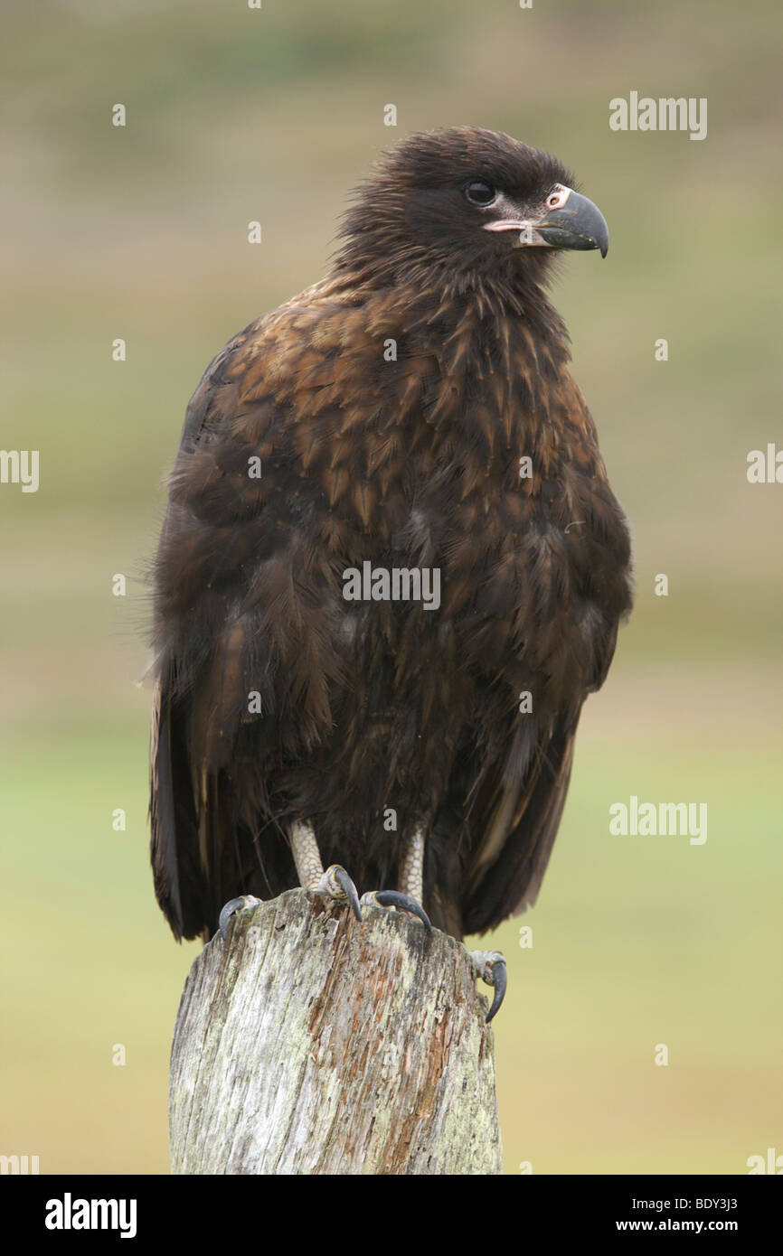 Johnny rook bird hi-res stock photography and images - Alamy