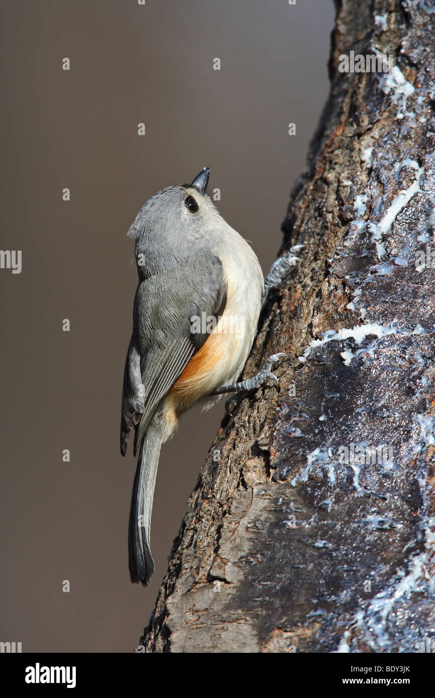Tufted Titmouse (Baeolophus bicolor bicolor) on tree trunk Stock Photo ...